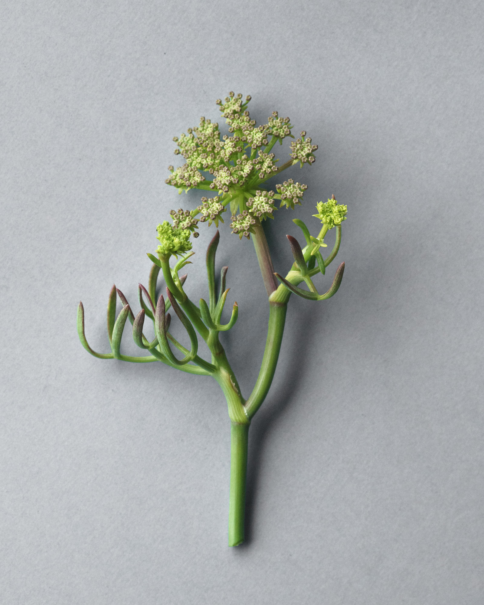 A RECOLETORA — Funcho-marítimo