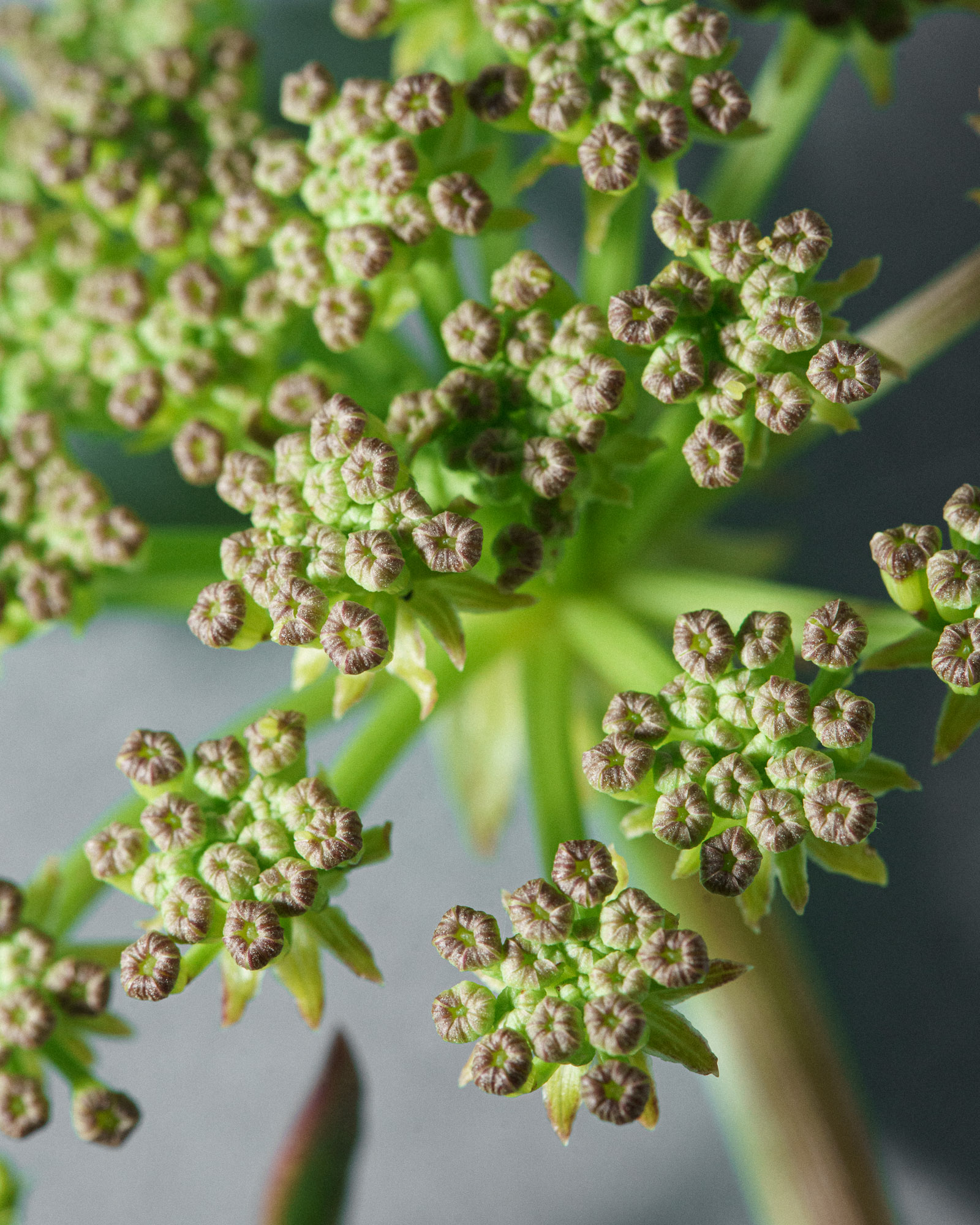 A RECOLETORA — Funcho-marítimo
